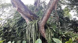 Unicamp alerta sobre extinção de árvores nativas